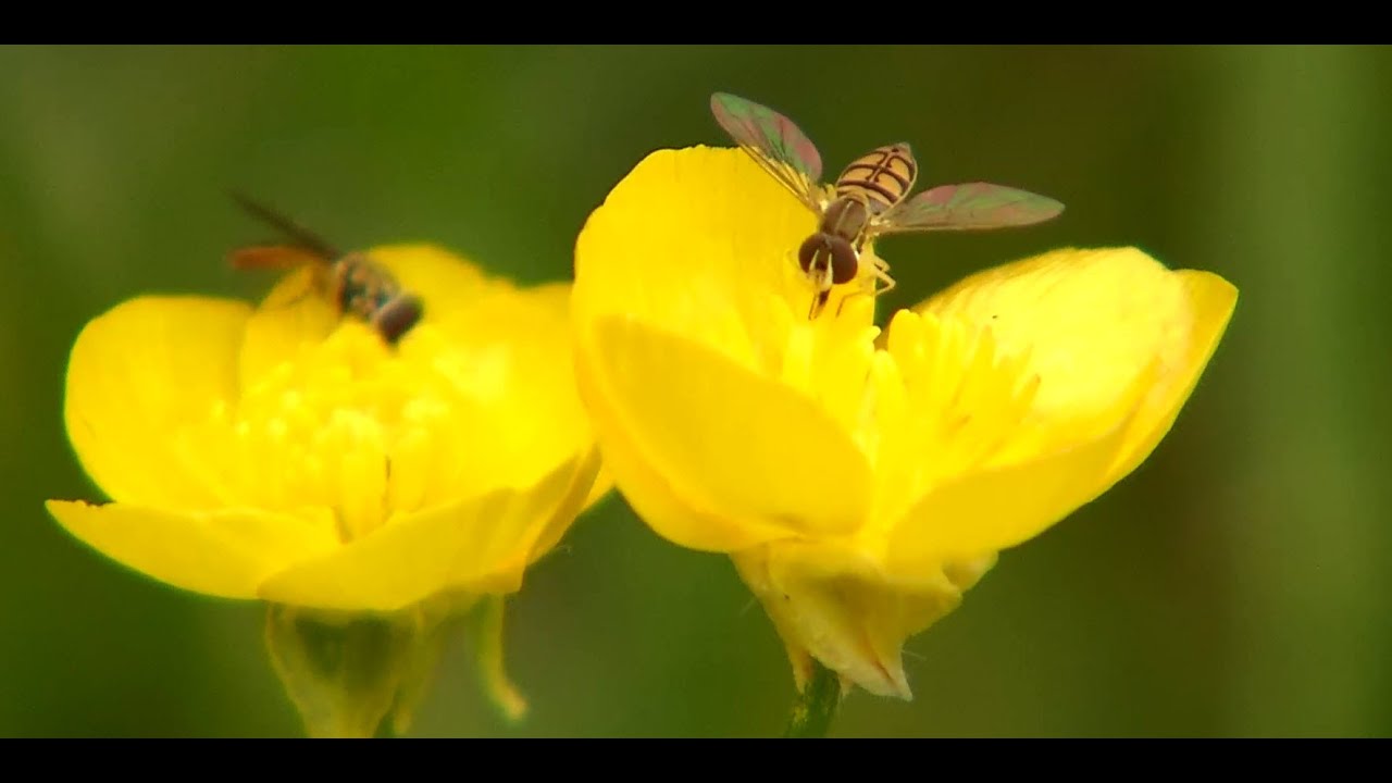 Fairfax County's Pollinator Meadow - YouTube