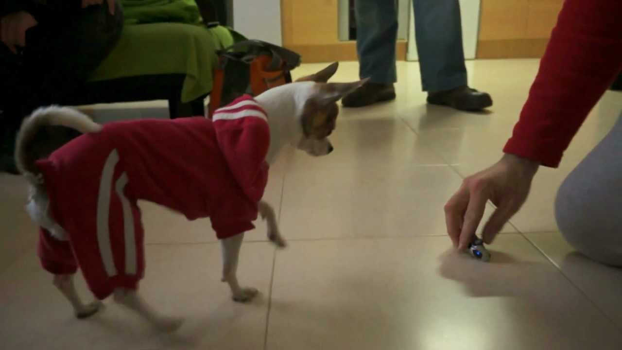 Perro Chihuahua chistoso - YouTube