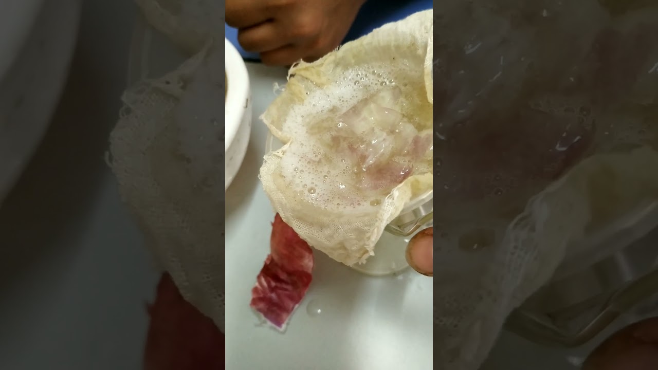 Isolation of DNA from Onion Biology Practical Class 12 - YouTube