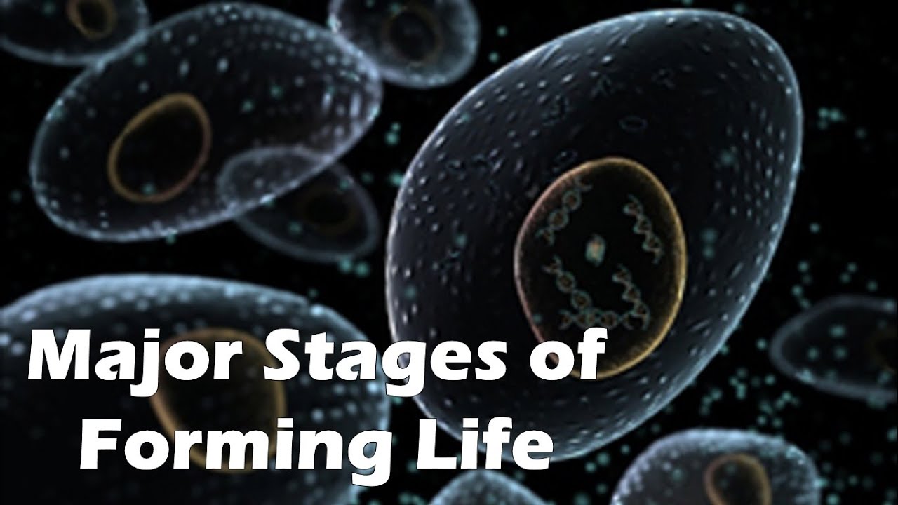 Major Stages in the Development of Life - YouTube