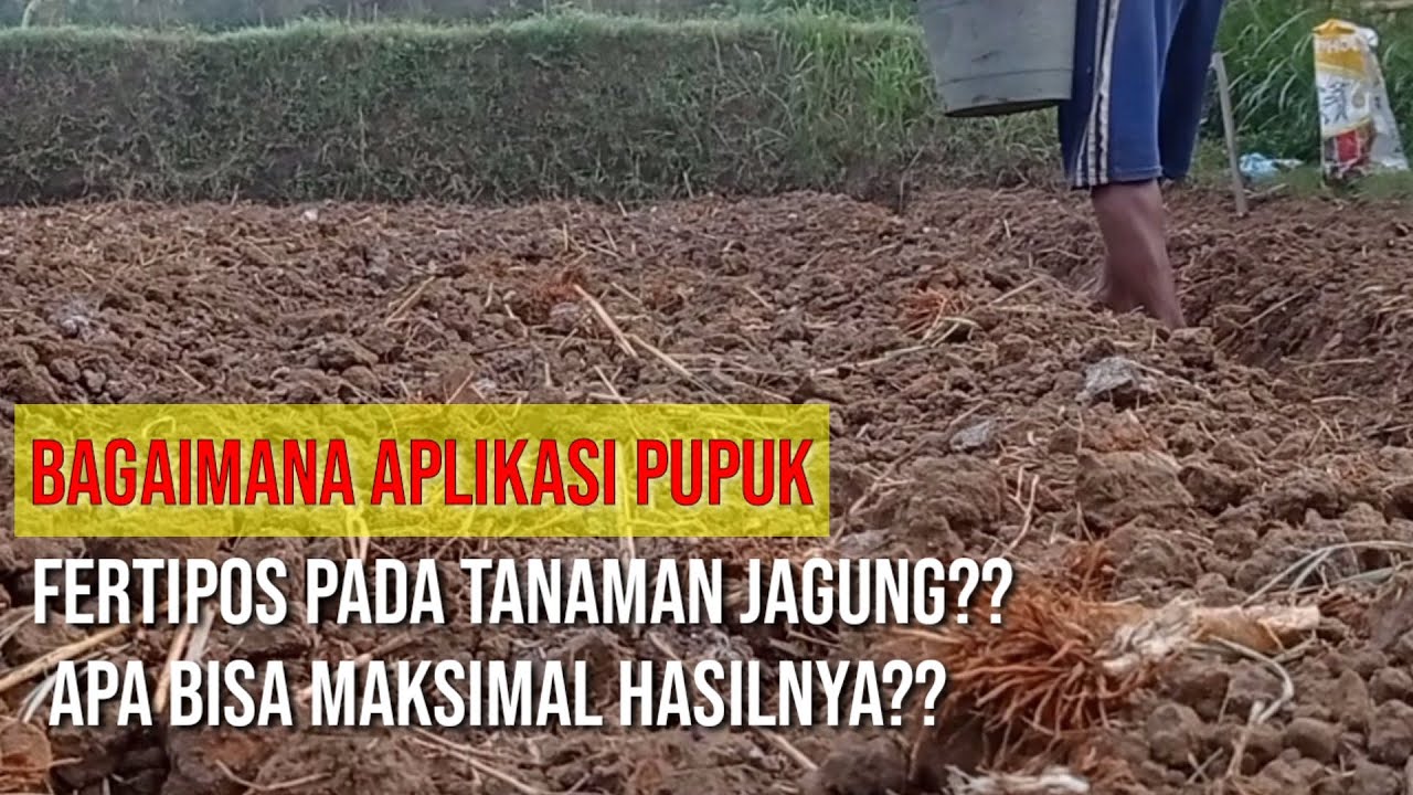 Chemical | Penggunaan unsur P (phosphate) - YouTube