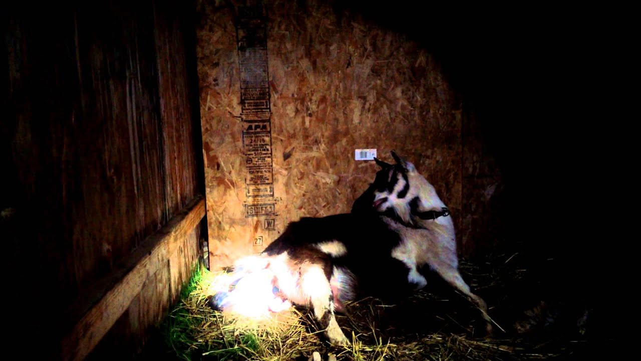 Our goat Elsa delivering baby buck #2. - YouTube