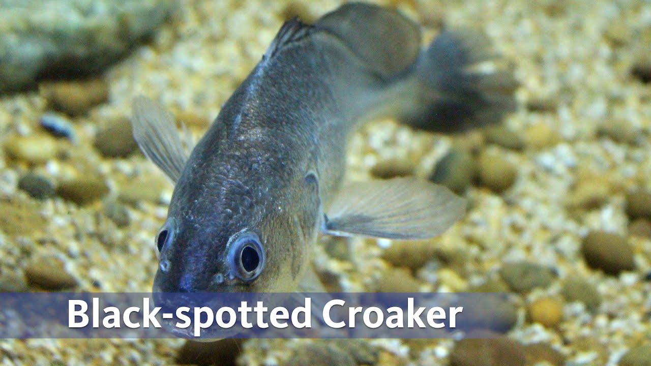 Animal Interlude: Black-spotted Croaker read by Elena Passarello with ...