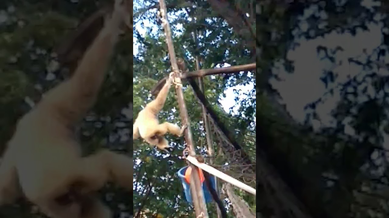 Slow motion monkey swinging Honolulu zoo - YouTube