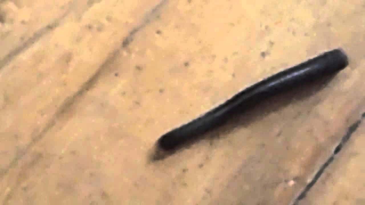 Leech Locomotion - Legless & Looking for Blood - YouTube