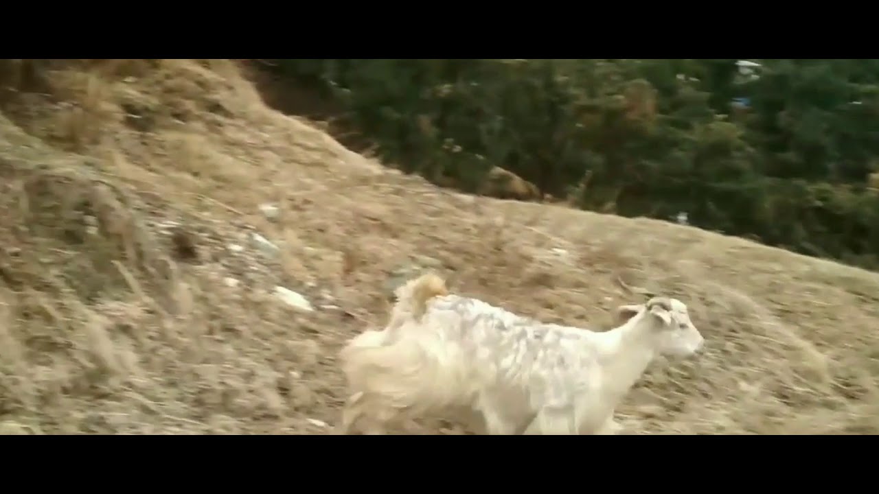 Goat Reverse Walk - YouTube
