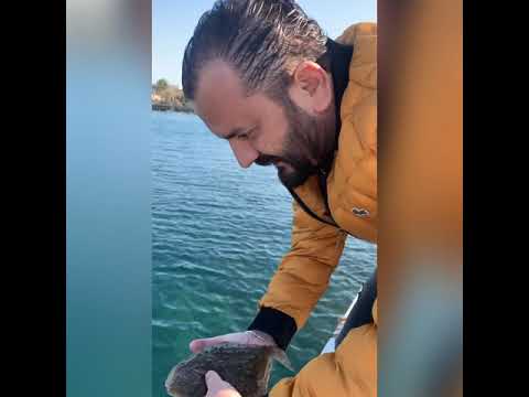 Amasra İskorpit Avı💥