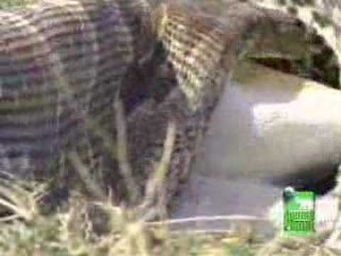 python vs deer - YouTube