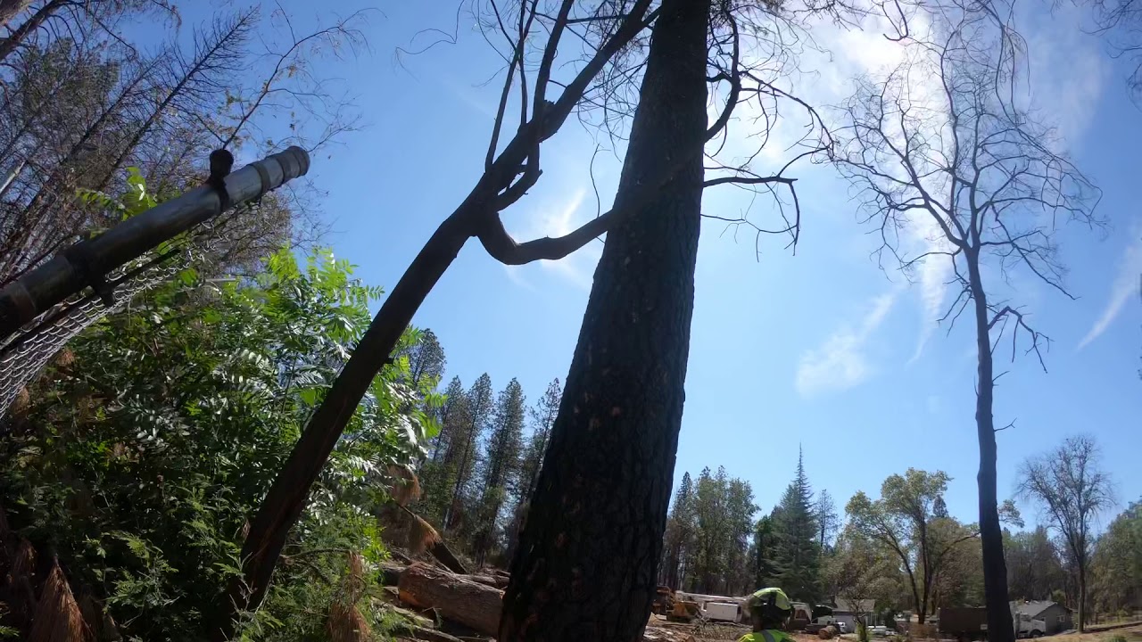 M&S Wesley Tree dropping fire damaged tree in paradise - YouTube