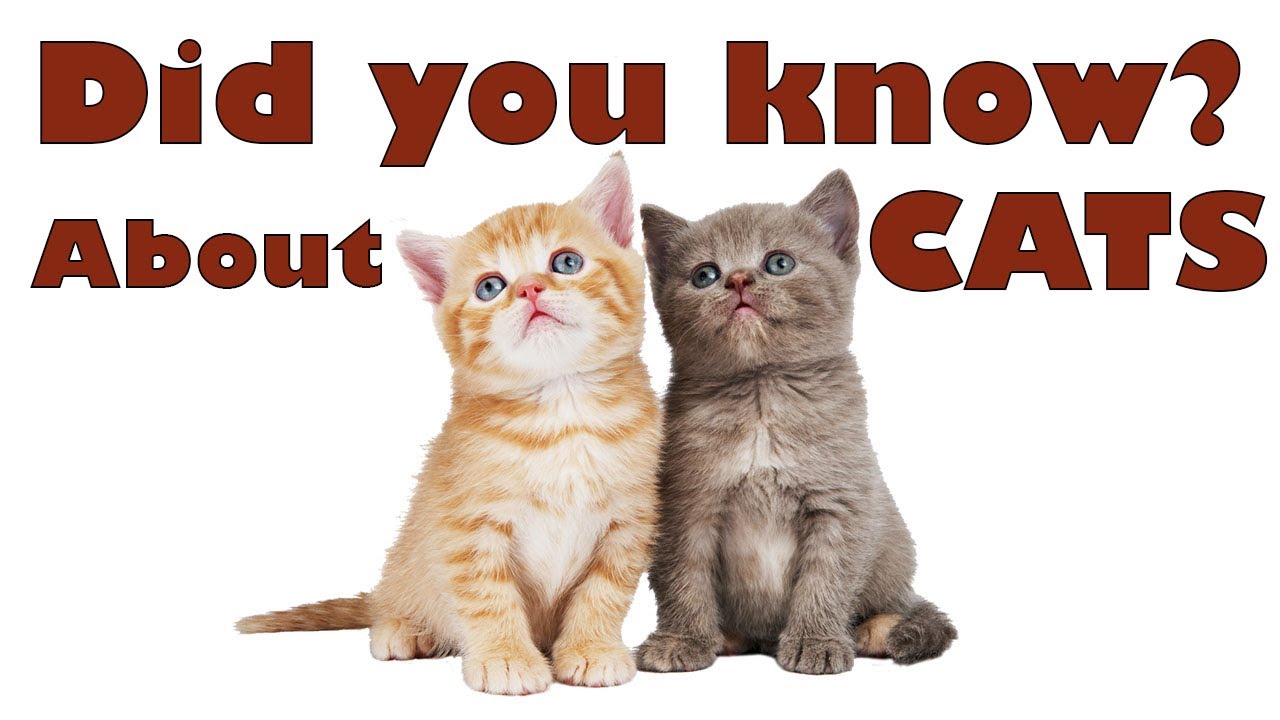 DID YOU KNOW? ABOUT CATS - FOR KIDS, CHILDREN, KINDERGARTEN ...