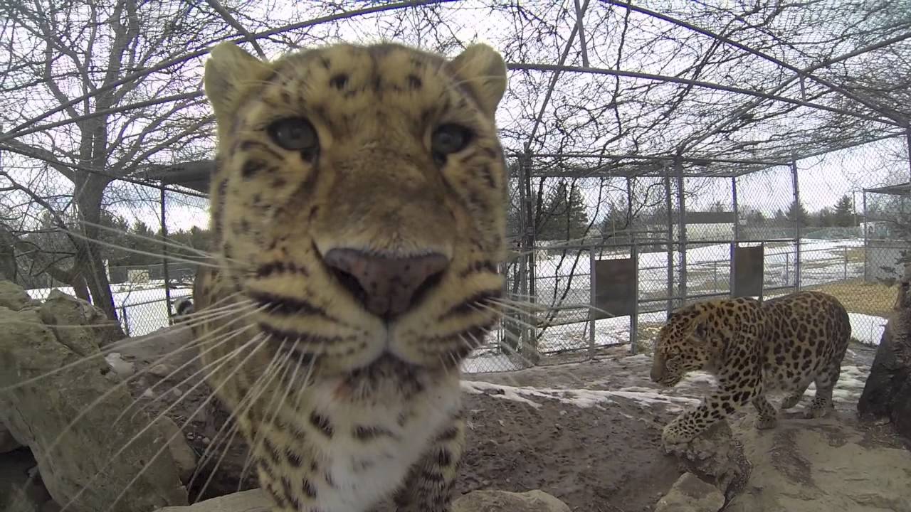 Endangered Species Fund of Canada - YouTube
