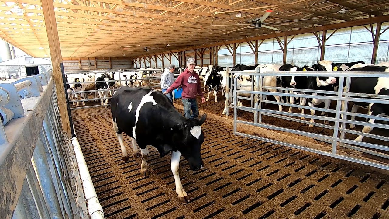 Nifty Gate Latch & Moving Heifers - YouTube