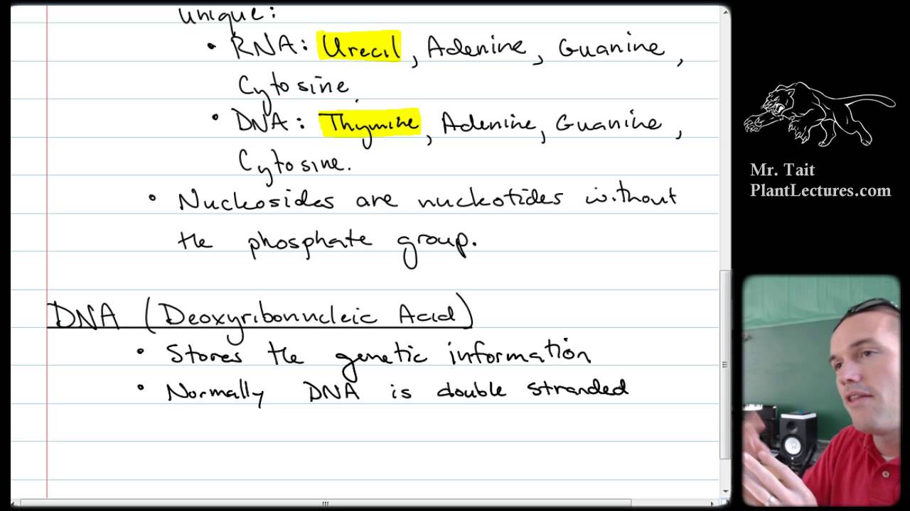 AP Biology - Biochemistry - Lesson 6: Nucleic Acids - YouTube