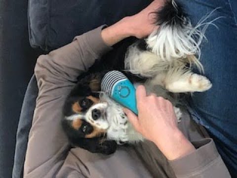 Home Laser Therapy with Alon Landa, CEO of MedcoVet - YouTube