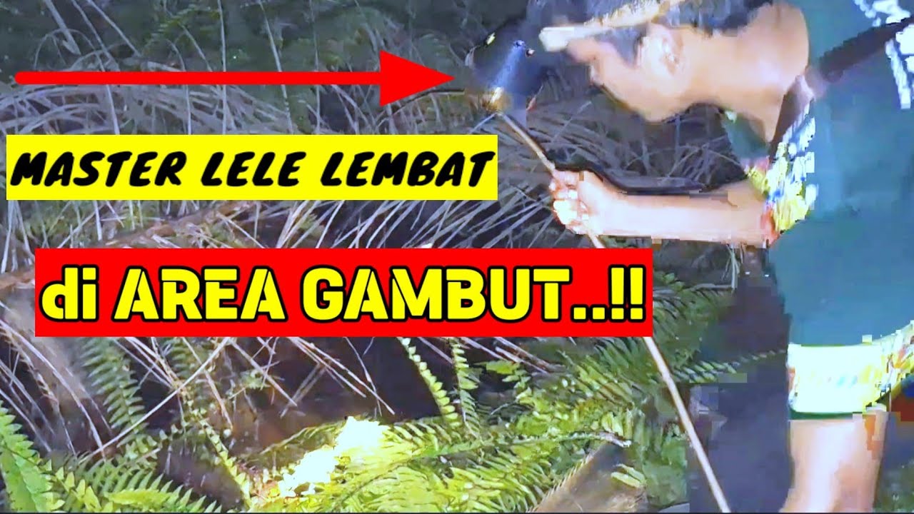 Mancing Ikan LELE LEMBAT disini BABON BABON - YouTube
