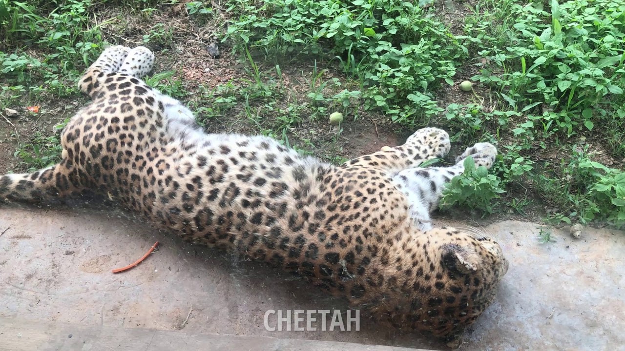 DALIAN FOREST ZOO 2020 - YouTube