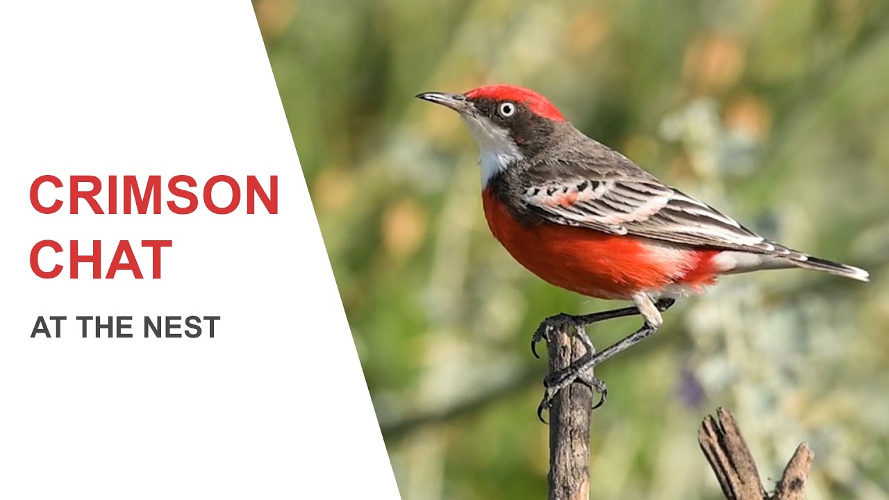 Australian Birds. Crimson Chat Breeding in Queensland. Australian Bird ...
