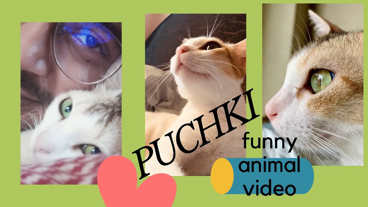 PUCHKI:Funny CAT,Animal/Pet Video(4K) - YouTube