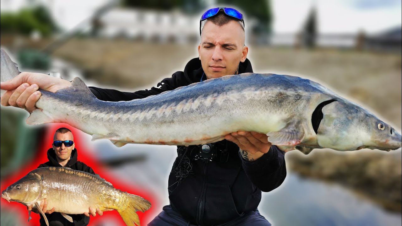 Wielkie Jesiotry i Karpie - Jedziemy na komercje, Łowisko u Makary ...