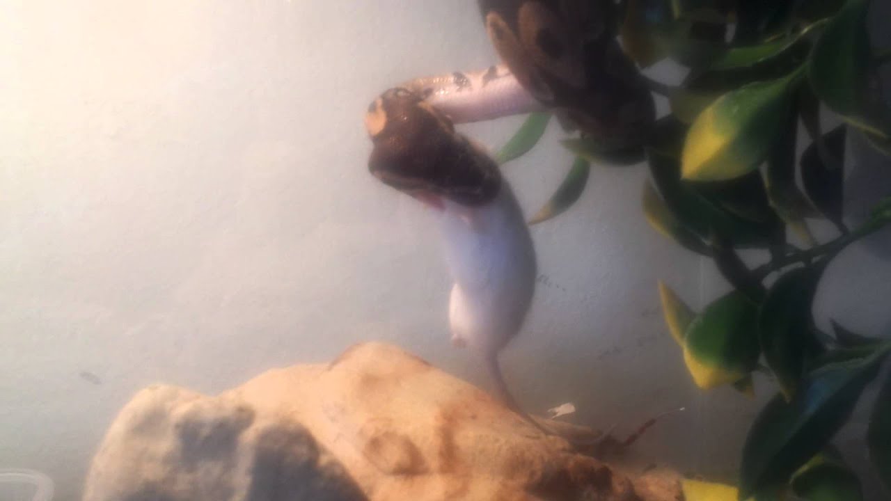 Ball Python Update # 4 - YouTube