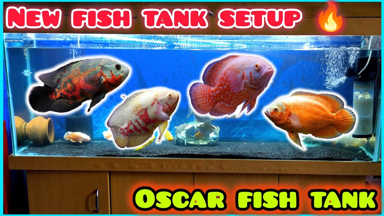 My New Oscar Fish Tank Setup 🔥😍 || #fish #aquarium #new #oscarfish # ...
