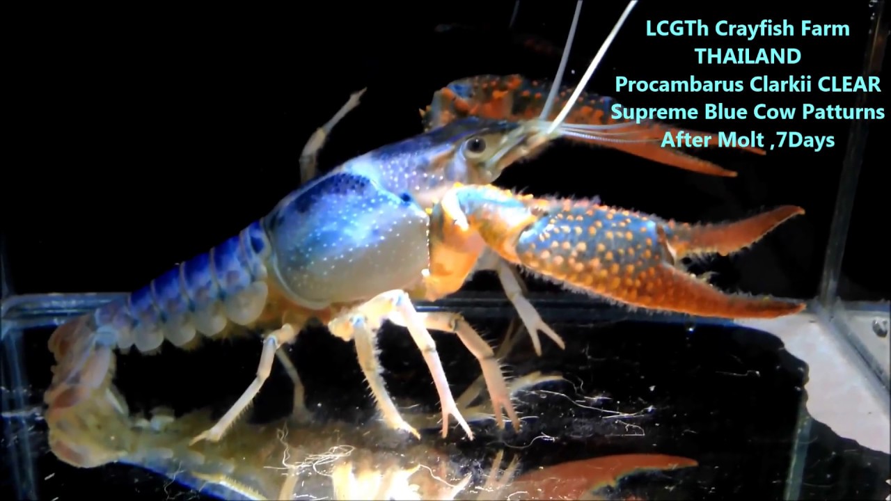 Crayfish Procambarus Clarkii CLEAR Male Premium (Supreme Blue Cow ...