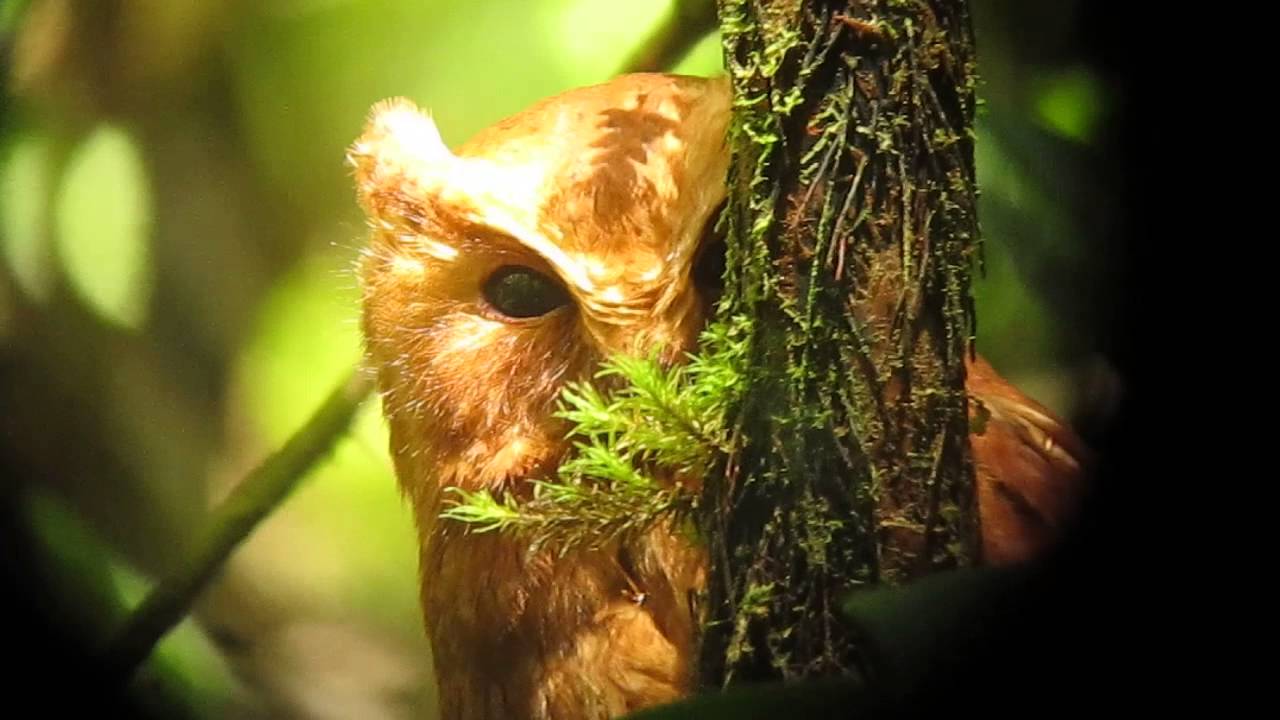 Cinnamon Screech Owl Megascops petersoni 2 San Vicente de Chucuri, E ...