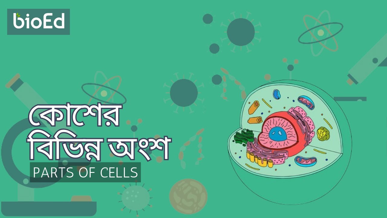 কোশ অঙ্গাণু Parts of Cell Class 11 exam 2024/Cell Biology/Cell ...