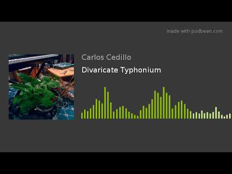 Divaricate Typhonium - YouTube