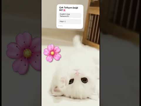 Minnoş Kedicik💖 #keşfetbeniöneçıkar #keşfetedüş #abonelerimiçekme  #keşfetdayıbeniöneçıkar