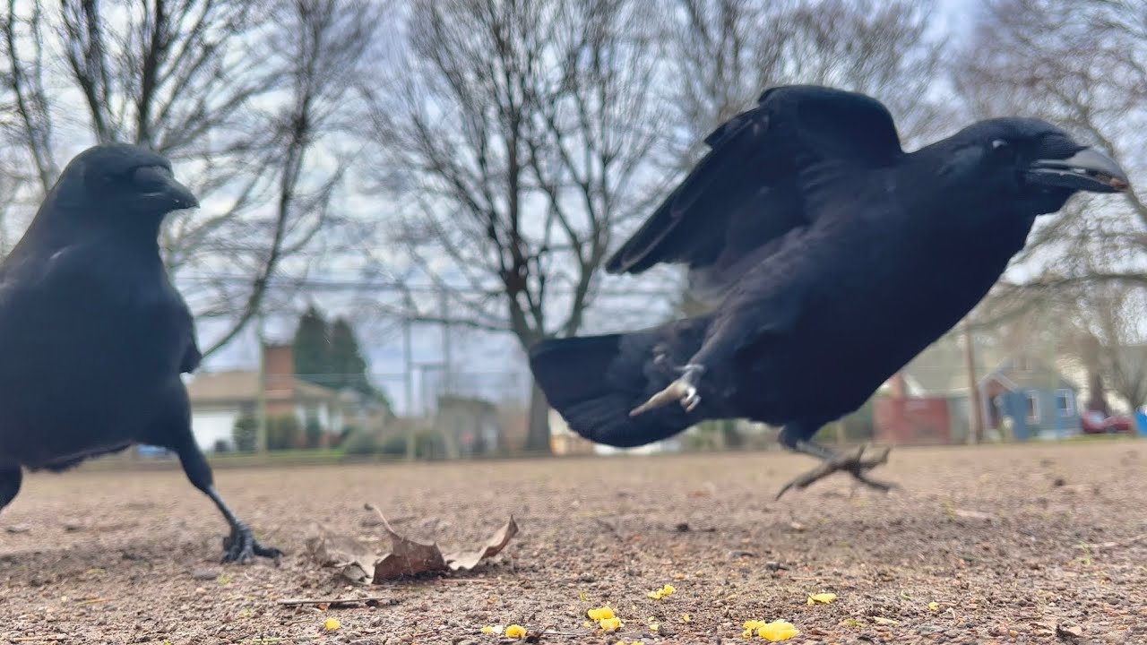 Crow Cam: Crafty Crows - YouTube