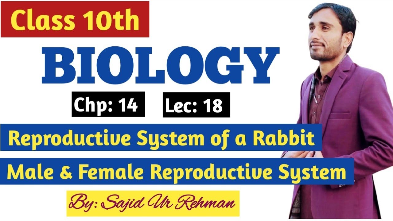 Reproductive System of a Rabbit || Male & Female Reproductive System ...