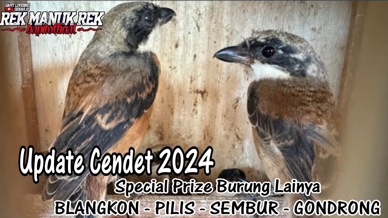 HARGA BURUNG CENDET 2024 !!! CENDET BLANGKON - PILIS - SEMBUR ...