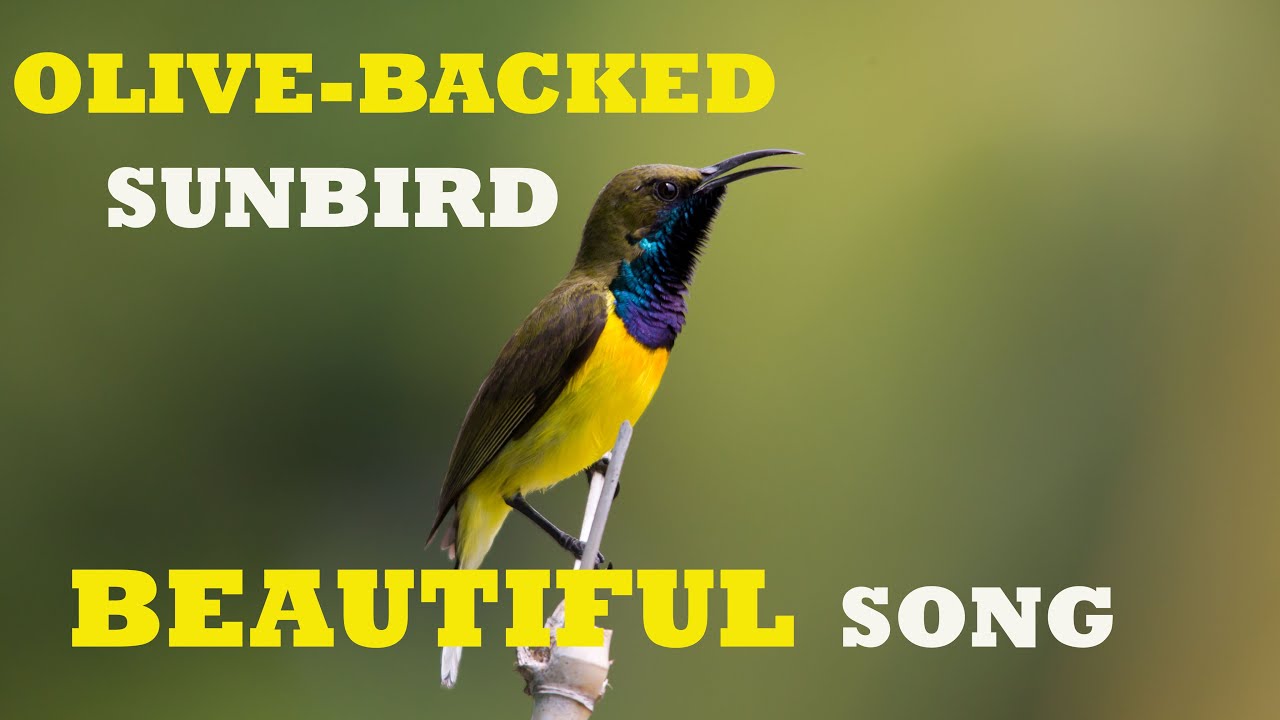 OLIVE-BACKED SUNBIRD IN BEAUTIFUL SONG, CEBU, PHILIPPINES - YouTube