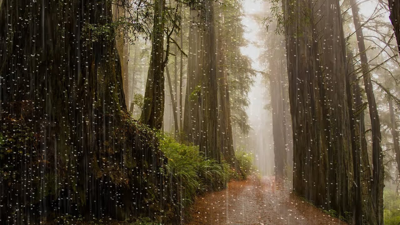Rain falls on foggy forest road 🌧️ The sound of rain falling in nature ...