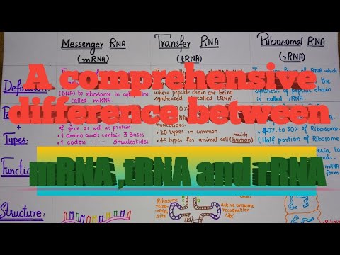 Difference between mRNA , tRNA and rRNA - YouTube