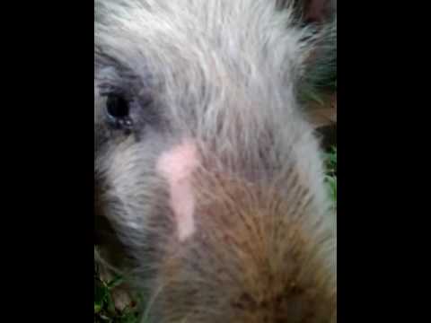 Baby pig with broken back leg - YouTube
