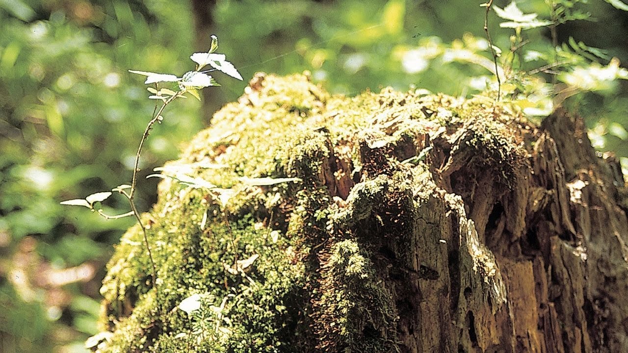 Fallen Logs - YouTube