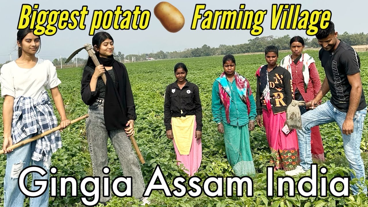 Potato farming in India || Biggest potato farming village of Assam ...