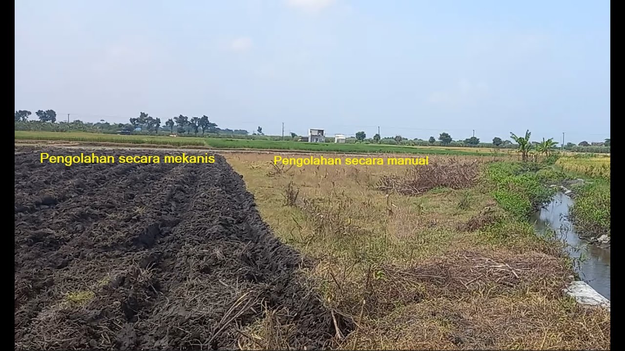 Bertanam Tebu - Pengolahan Lahan Secara Mekanis dan Manual (Sugarcane ...