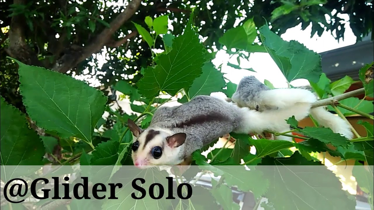 Sugar Glider Back to Nature - YouTube