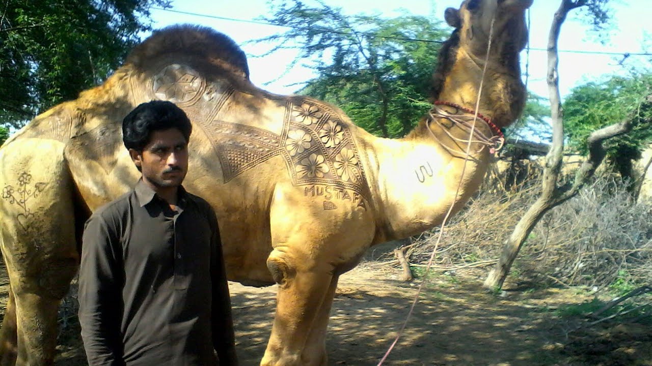 camel cutting in village - YouTube