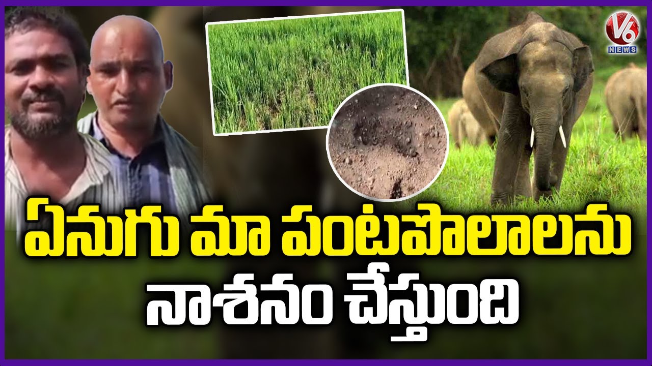 Elephants Destroy Farmers’ Crops in Chittoor | Farmers In Trouble | V6 ...