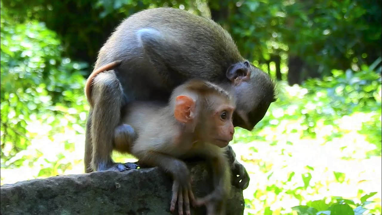 Absolutely Amazing, Little Monkey Dawn Make Closely and Connection With ...