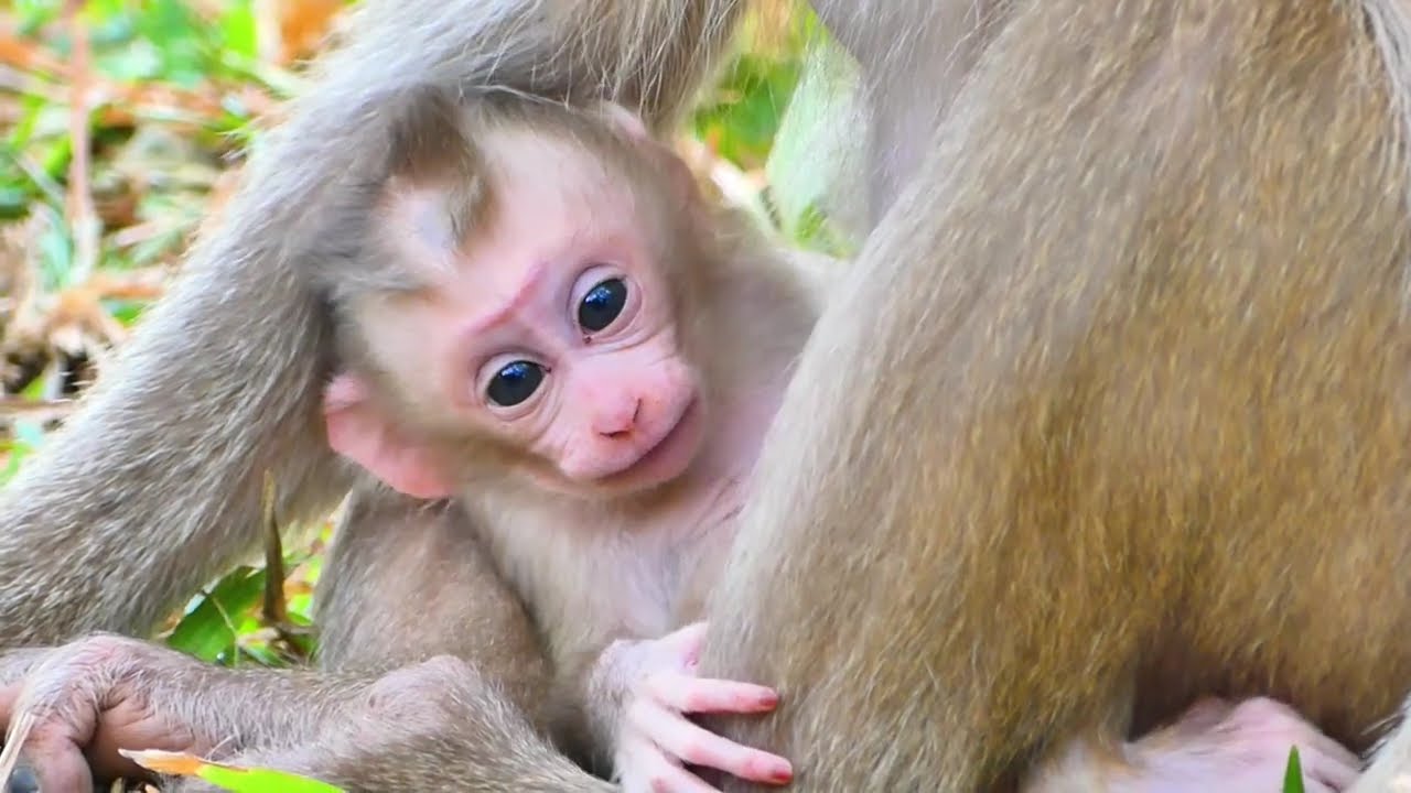 Bad mom // What happened to newly baby monkey Lily - Cute tiny baby ...