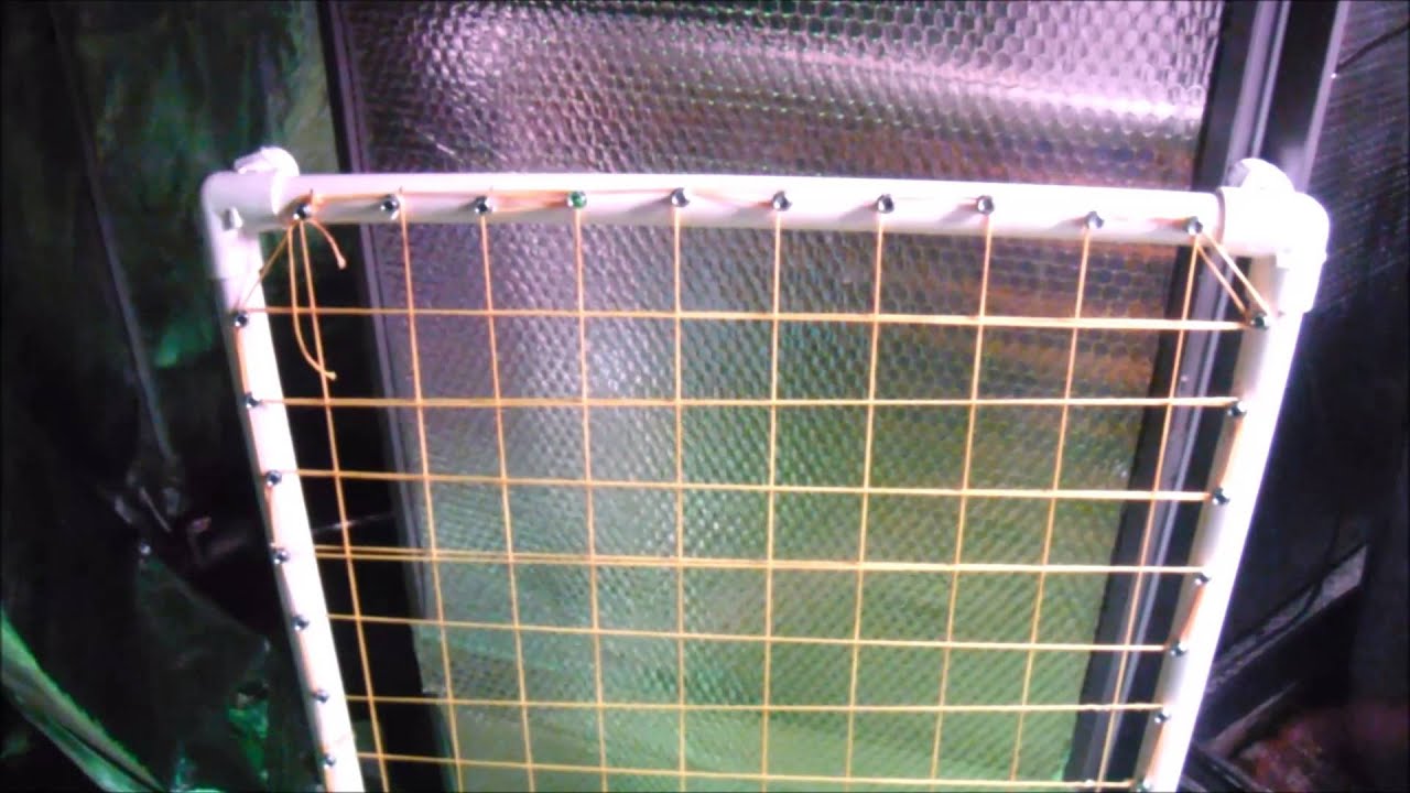 Scrogging day 1 - YouTube