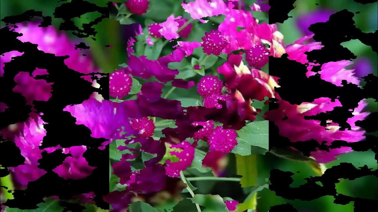 #Гипсофила, #Гнездовка, #Гомфрена #Цветы садовые81 Декоративные ...