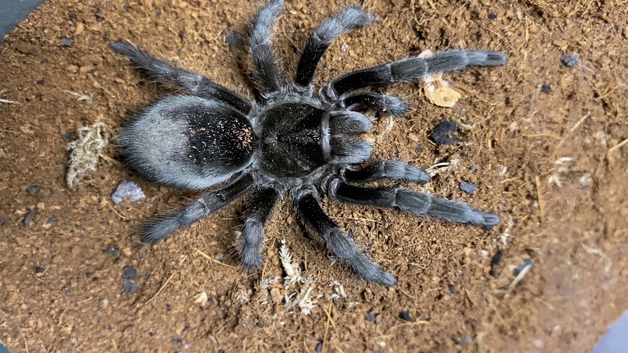 The Solid Black Tarantula Teaser - YouTube