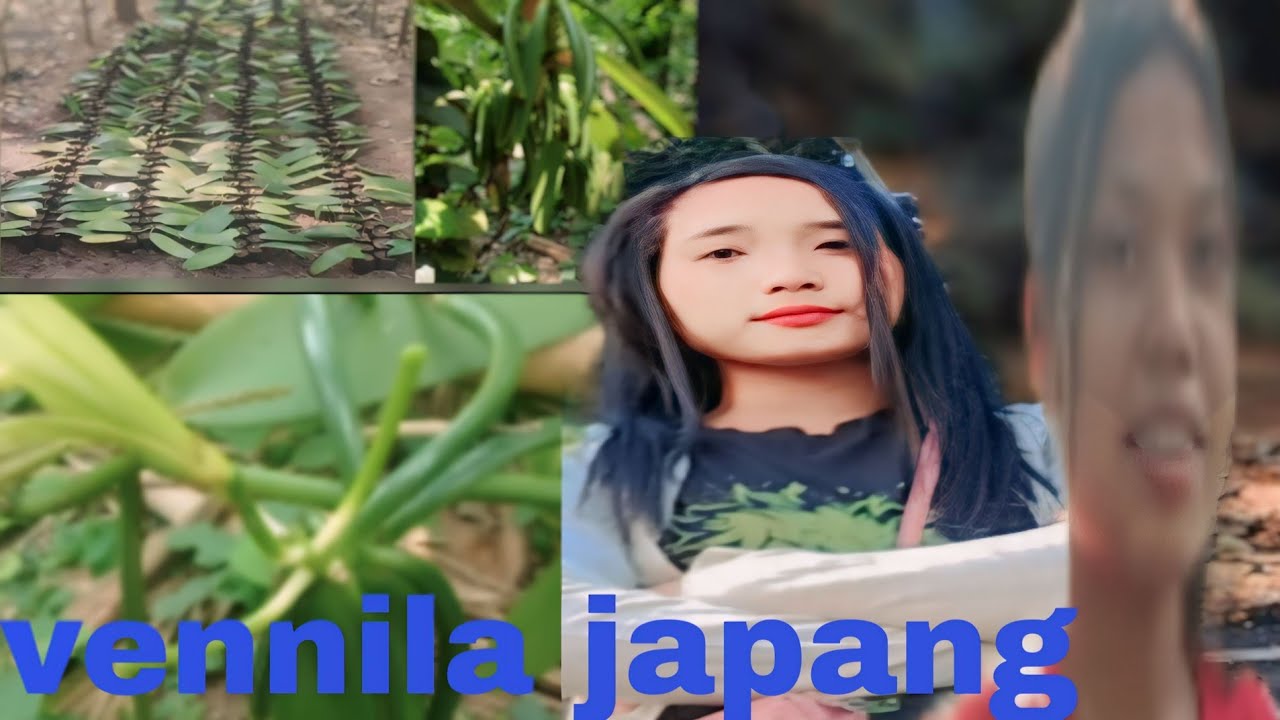 da.alni on.tisa vlog video vennila jawaia - YouTube