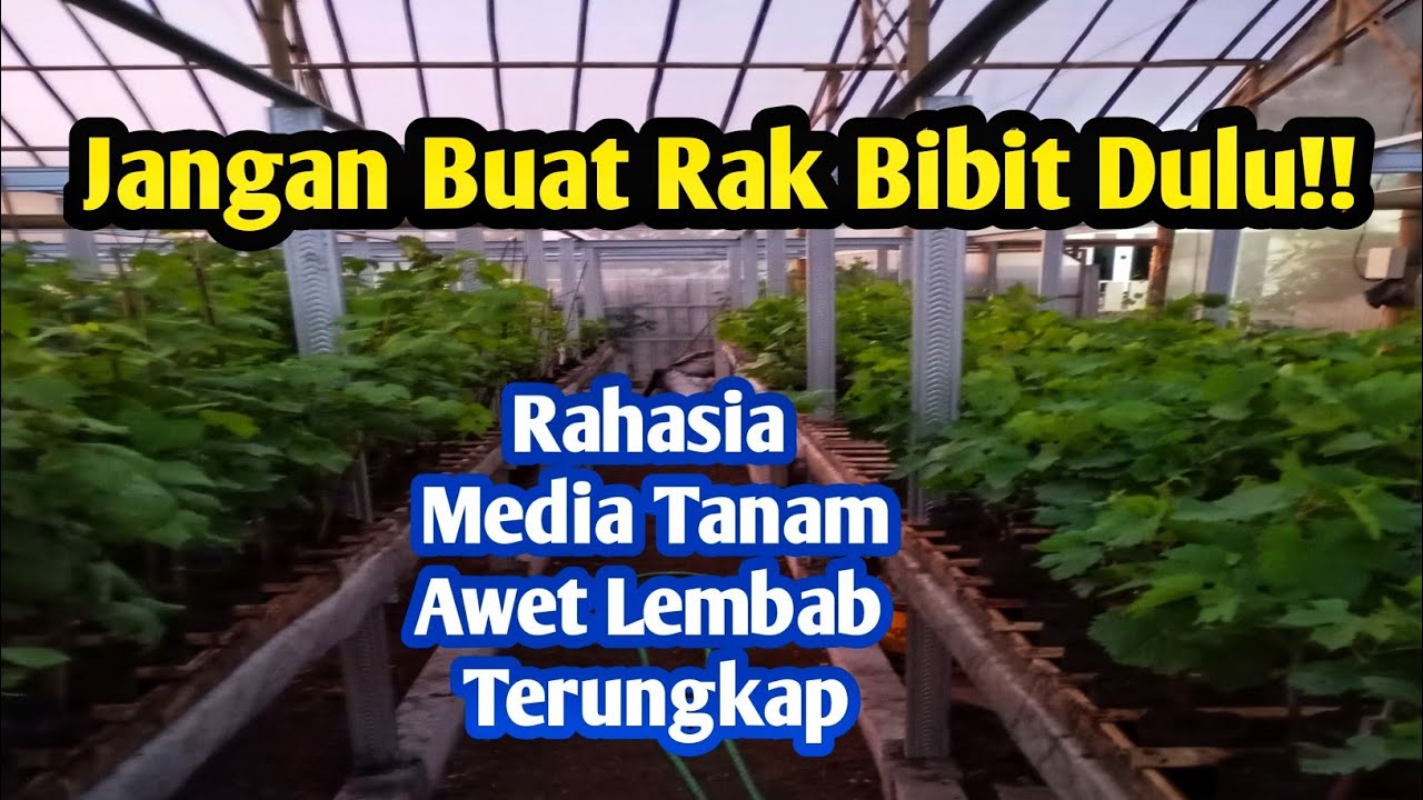 Jangan Buat Rak Bibit Dulu Sebelum Lihat Ini! Dijamin Media Tanam Awet ...